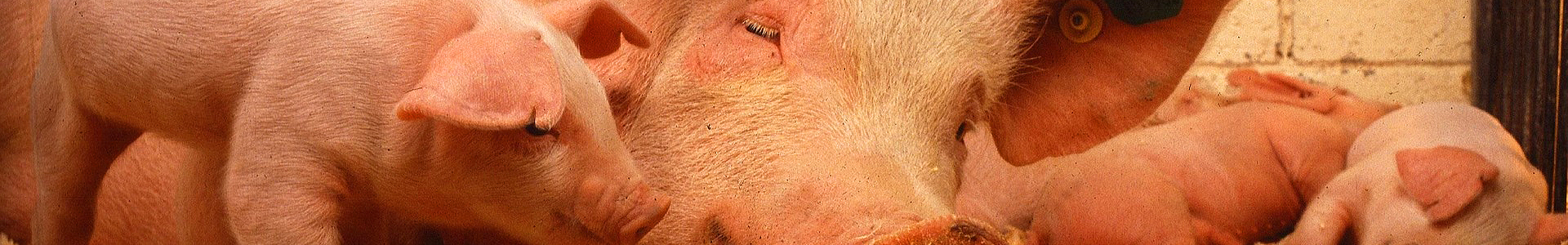 Swine (Biochem) – Maxima Nutrition