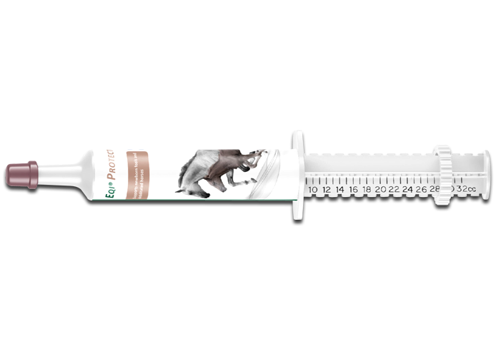 Equine – Maxima Nutrition